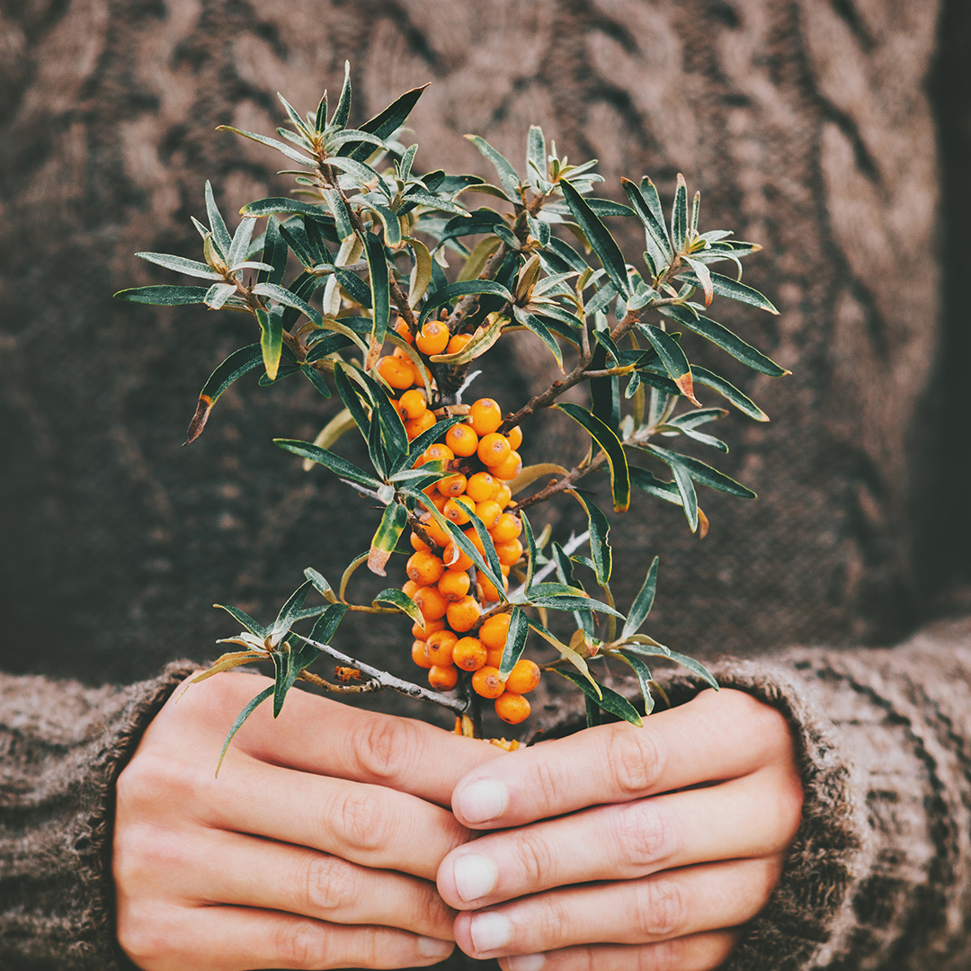 Havtorn ? vitaminbomb på buske!